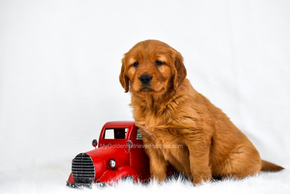 Grace - My Golden Retriever Puppies