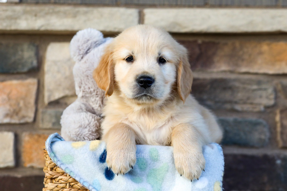 Mark - My Golden Retriever Puppies