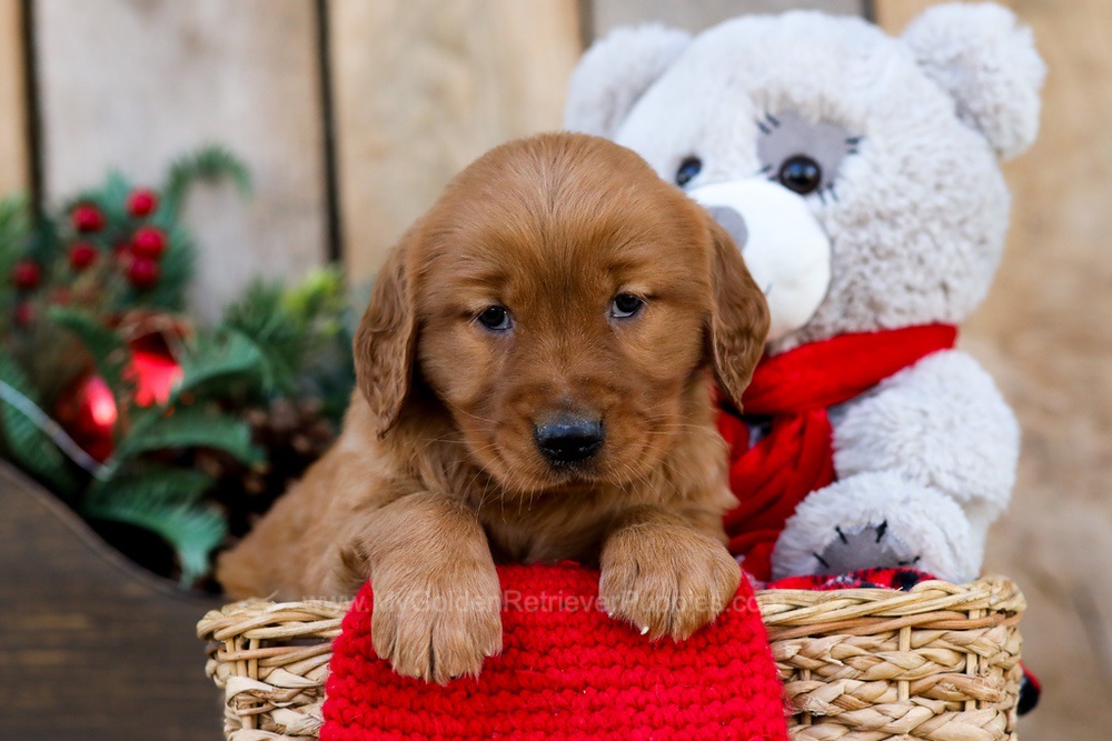 Opal - My Golden Retriever Puppies