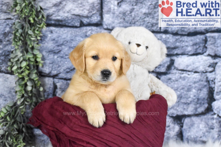 Ginger - My Golden Retriever Puppies