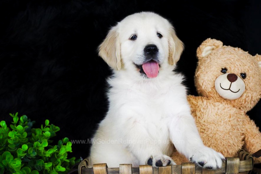 Hunter - My Golden Retriever Puppies