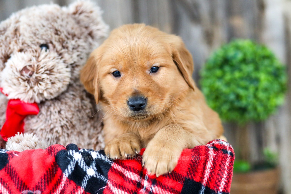 Kody - My Golden Retriever Puppies