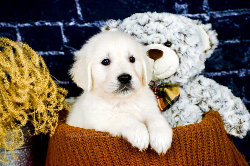 Prince - My Golden Retriever Puppies