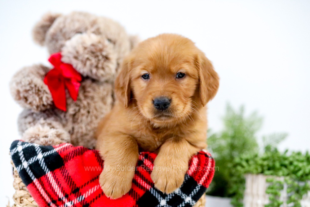 Usher - My Golden Retriever Puppies