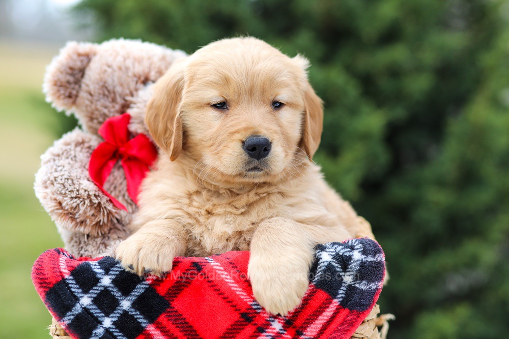 Dallas - My Golden Retriever Puppies
