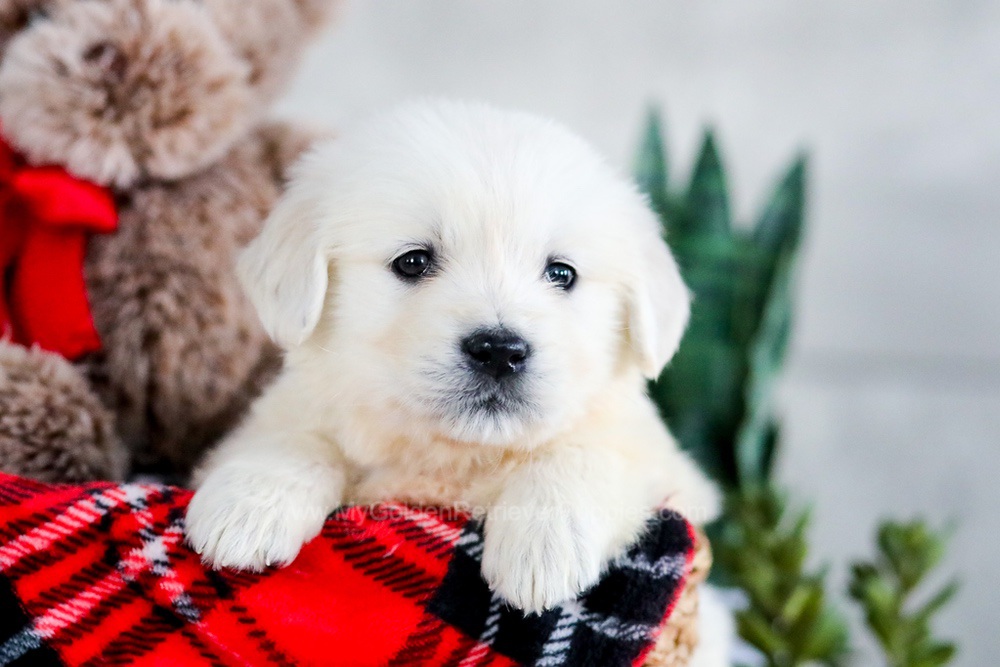Dasher - My Golden Retriever Puppies