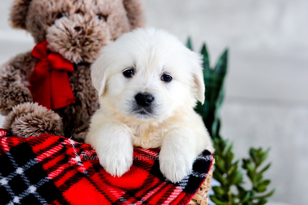 Digger - My Golden Retriever Puppies