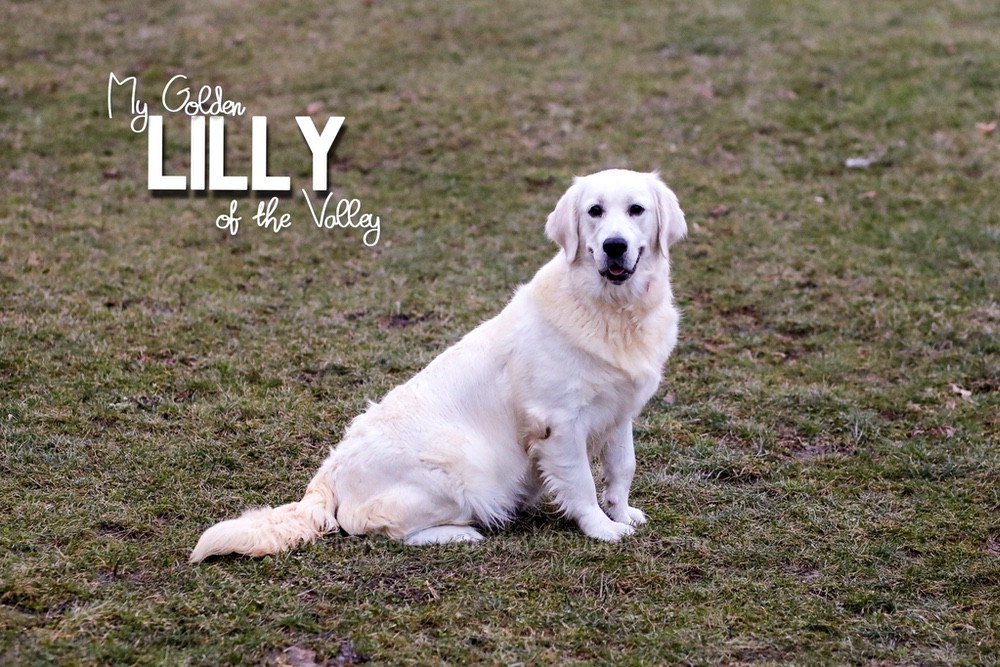 My Golden Lilly of the Valley - My Golden Retriever Puppies