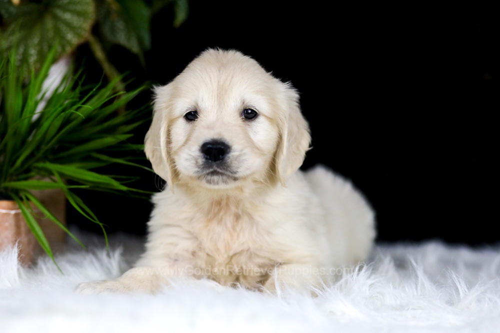 Rose - My Golden Retriever Puppies