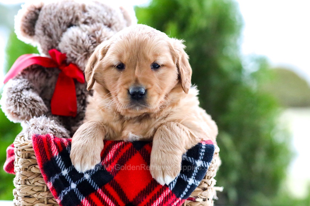 Almond Joy - My Golden Retriever Puppies