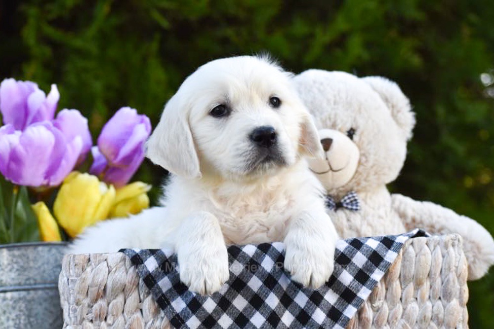 Daisy - My Golden Retriever Puppies