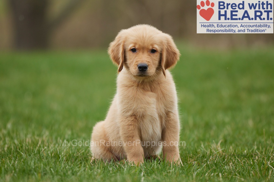 Neo - My Golden Retriever Puppies