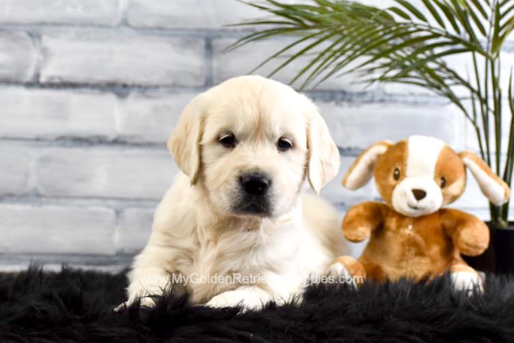 Moose - My Golden Retriever Puppies