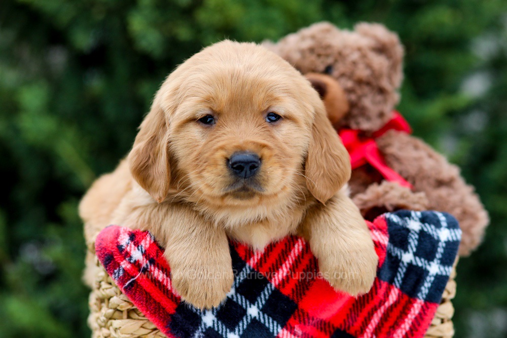 Oaks - My Golden Retriever Puppies