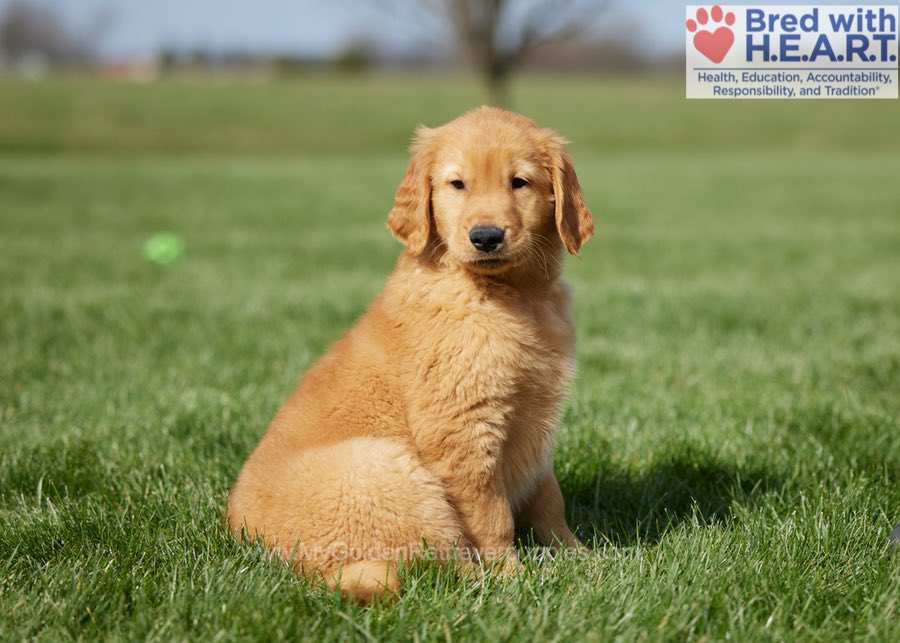 Zander - My Golden Retriever Puppies