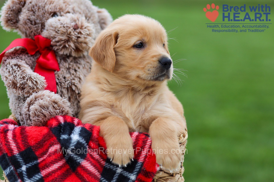 Major - My Golden Retriever Puppies