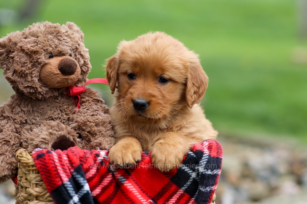 Jelly Bean - My Golden Retriever Puppies