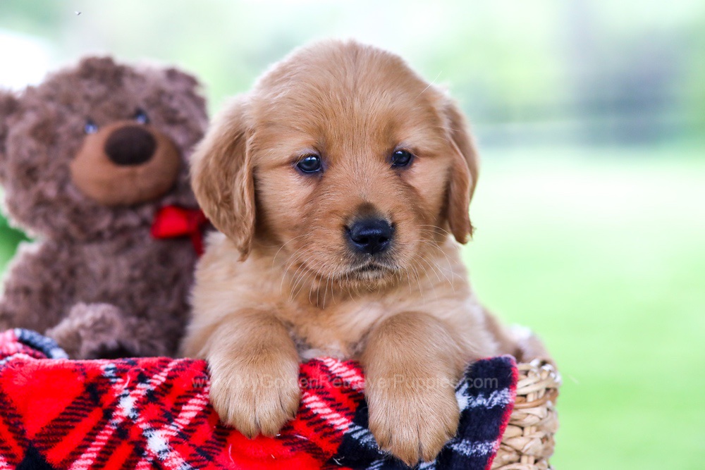 Oswald - My Golden Retriever Puppies
