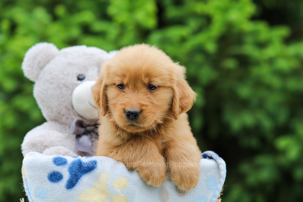 Golden Retriever Puppies For Sale From Ohio (Available Near You!)