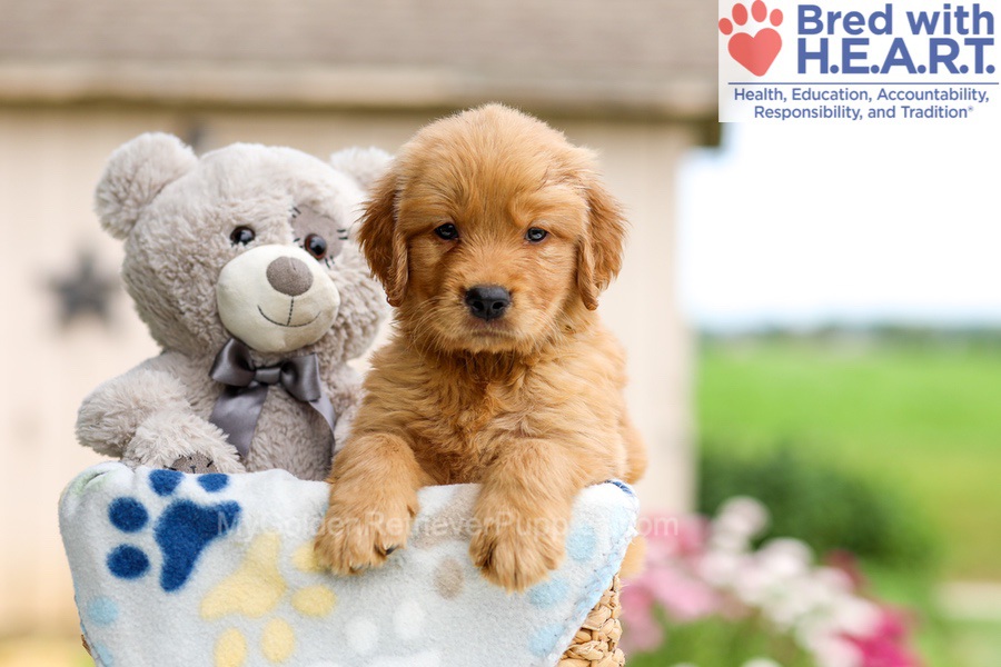 Hollis - My Golden Retriever Puppies