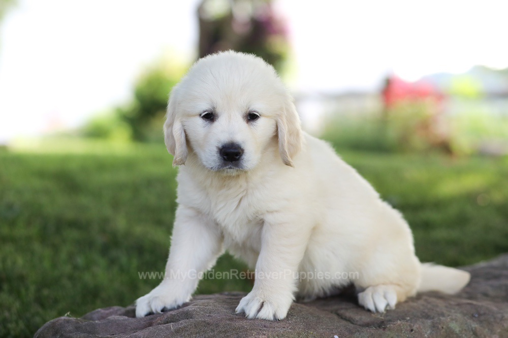 Mack - My Golden Retriever Puppies
