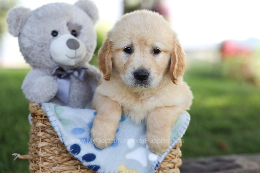 Marci - My Golden Retriever Puppies