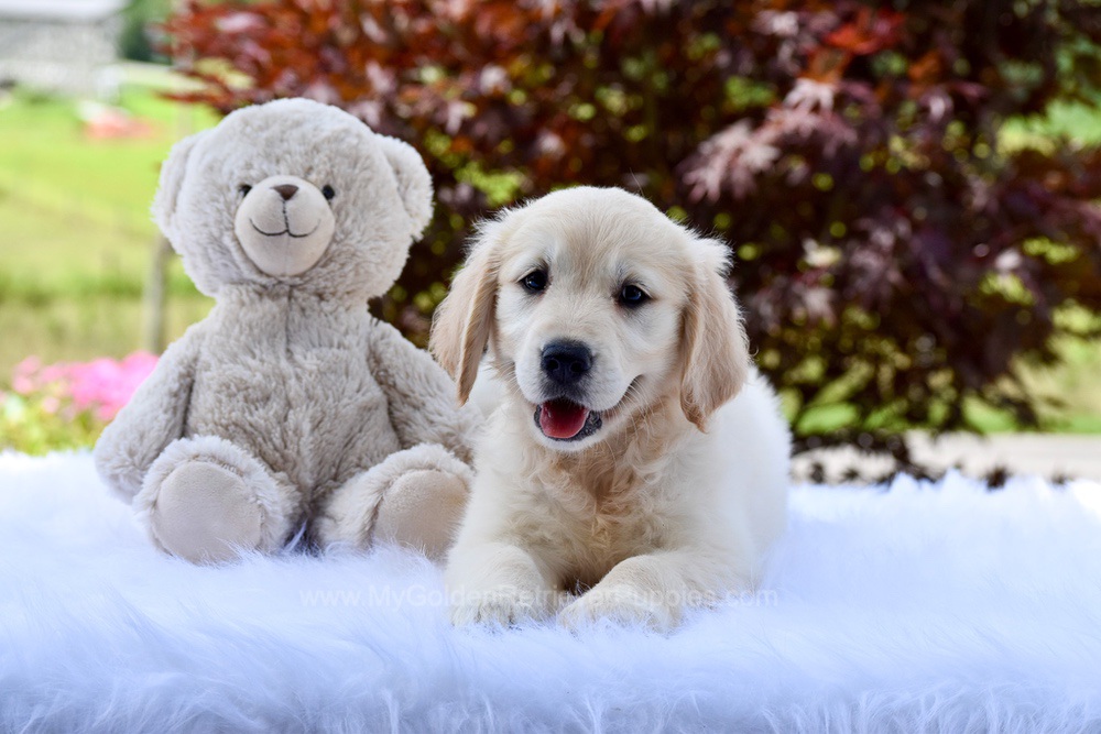 Chai - My Golden Retriever Puppies