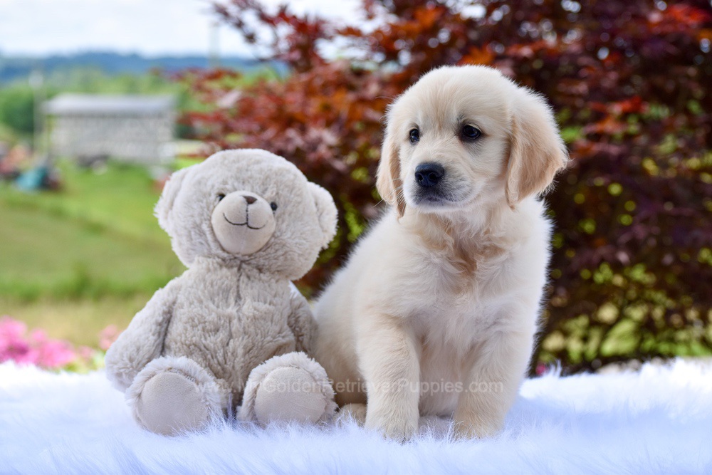 Cheyenne - My Golden Retriever Puppies