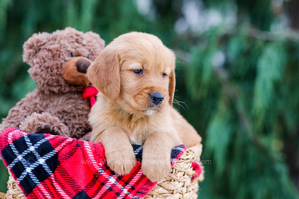 Cody - My Golden Retriever Puppies