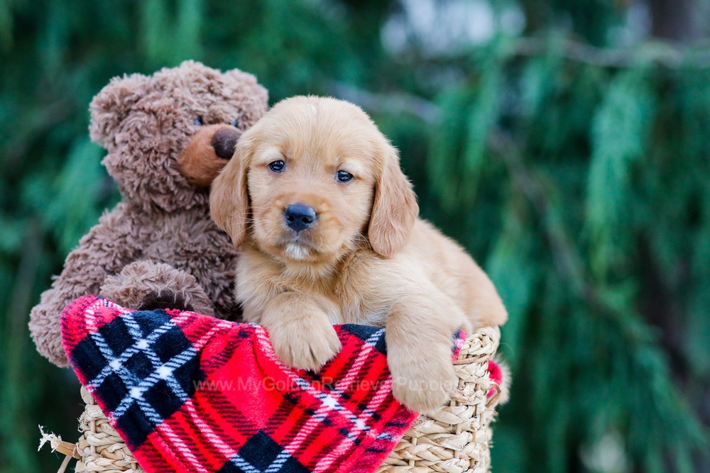 Cody - My Golden Retriever Puppies