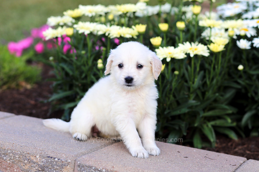 Cookie - My Golden Retriever Puppies