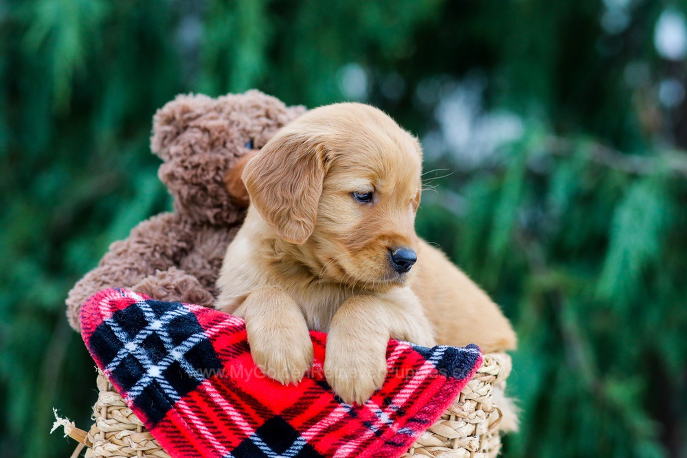 Dexter - My Golden Retriever Puppies