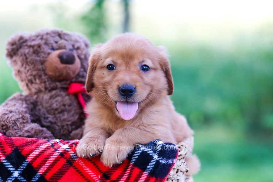 Eden - My Golden Retriever Puppies