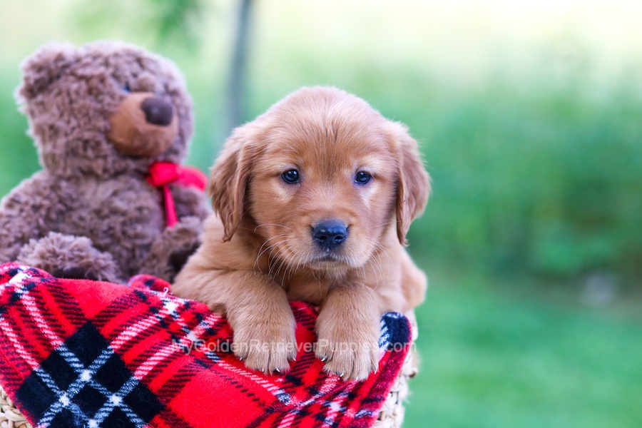 Ember - My Golden Retriever Puppies