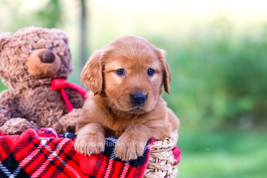 Erika - My Golden Retriever Puppies