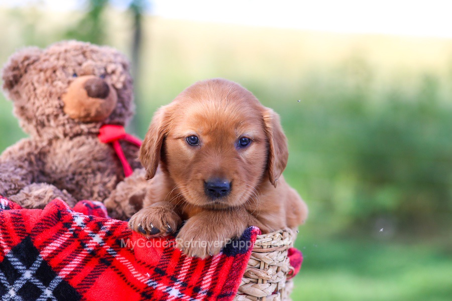 Erika - My Golden Retriever Puppies