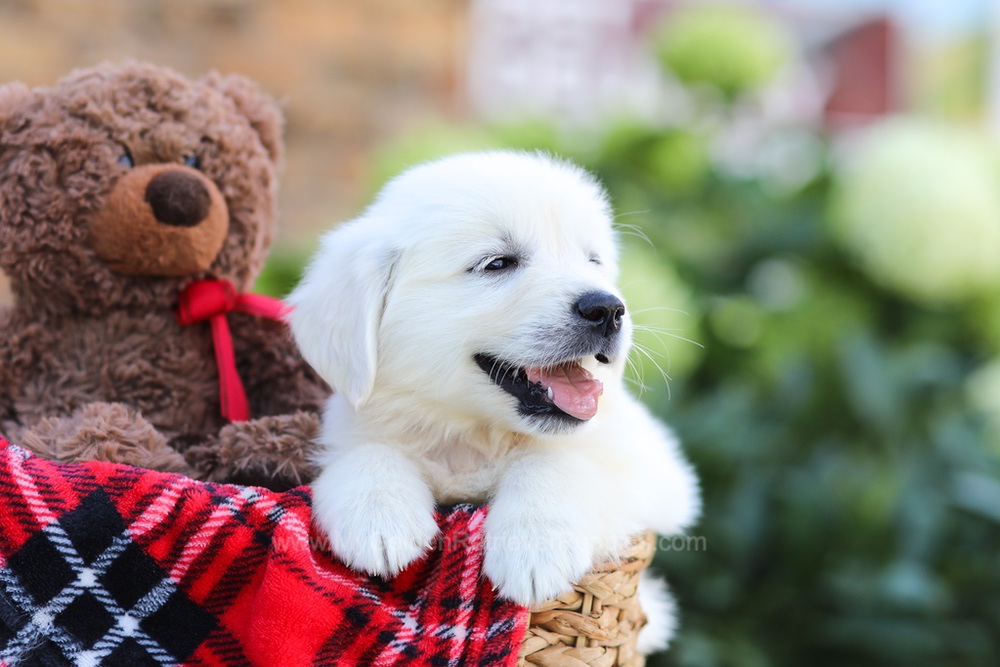 George - My Golden Retriever Puppies