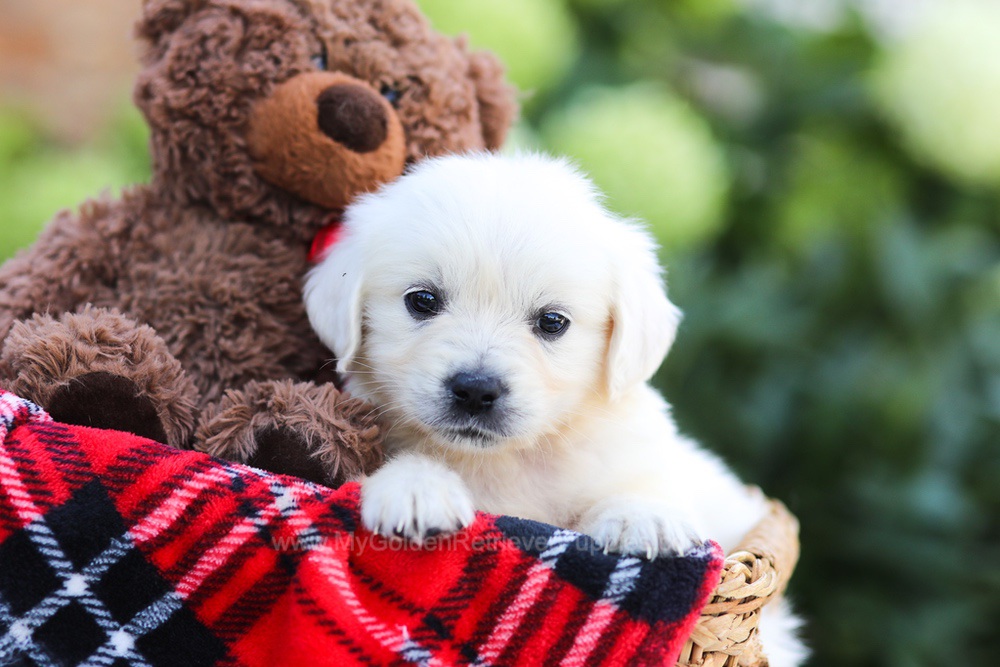 Grace - My Golden Retriever Puppies