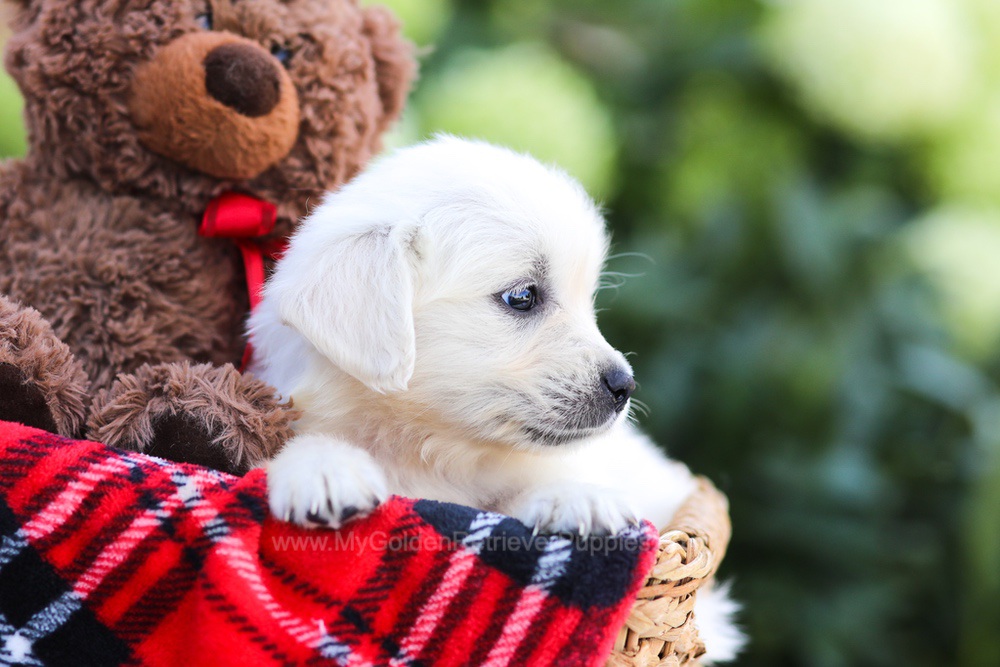Grace - My Golden Retriever Puppies