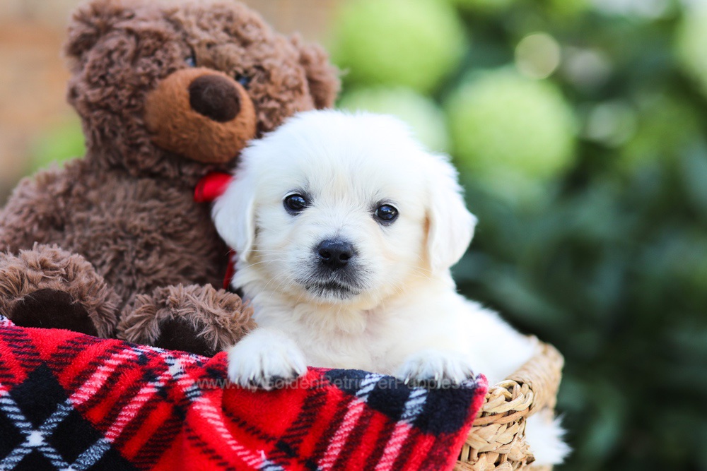 Grace - My Golden Retriever Puppies