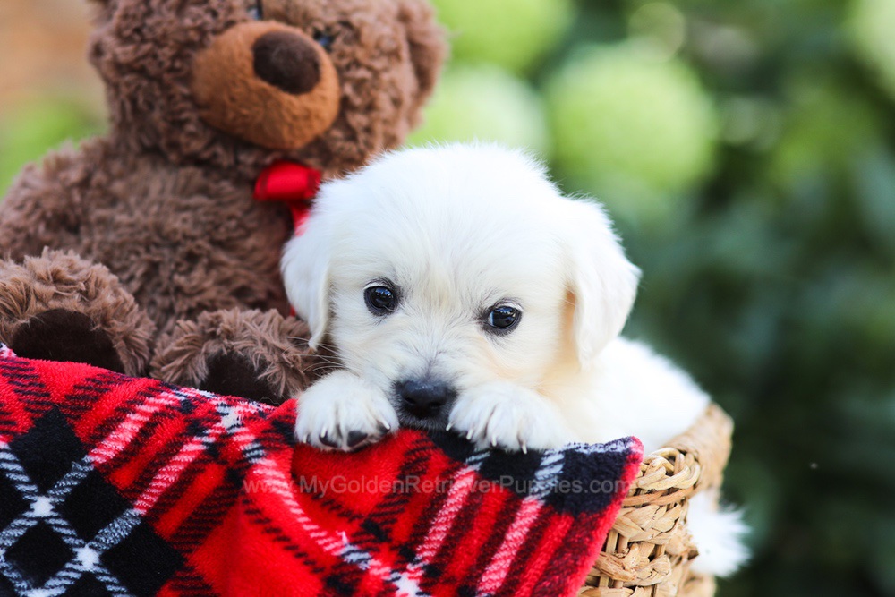 Grace - My Golden Retriever Puppies