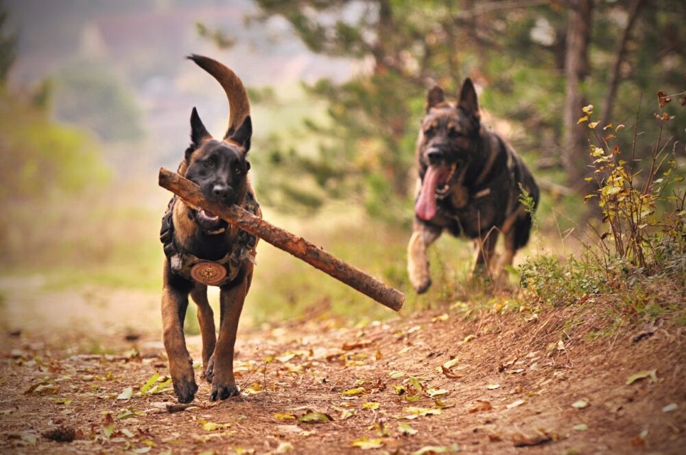 Male vs Female German Shepherds (+ Tips for First-Time Owners)