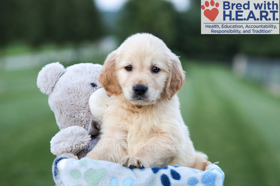 Cole - My Golden Retriever Puppies