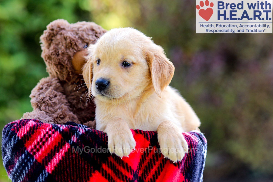 Digger - My Golden Retriever Puppies