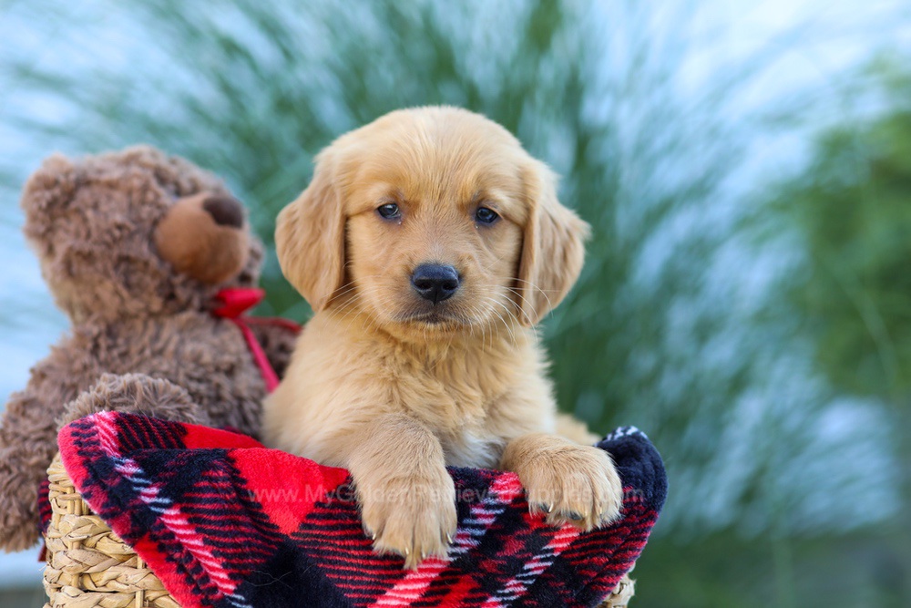 Jordan - My Golden Retriever Puppies