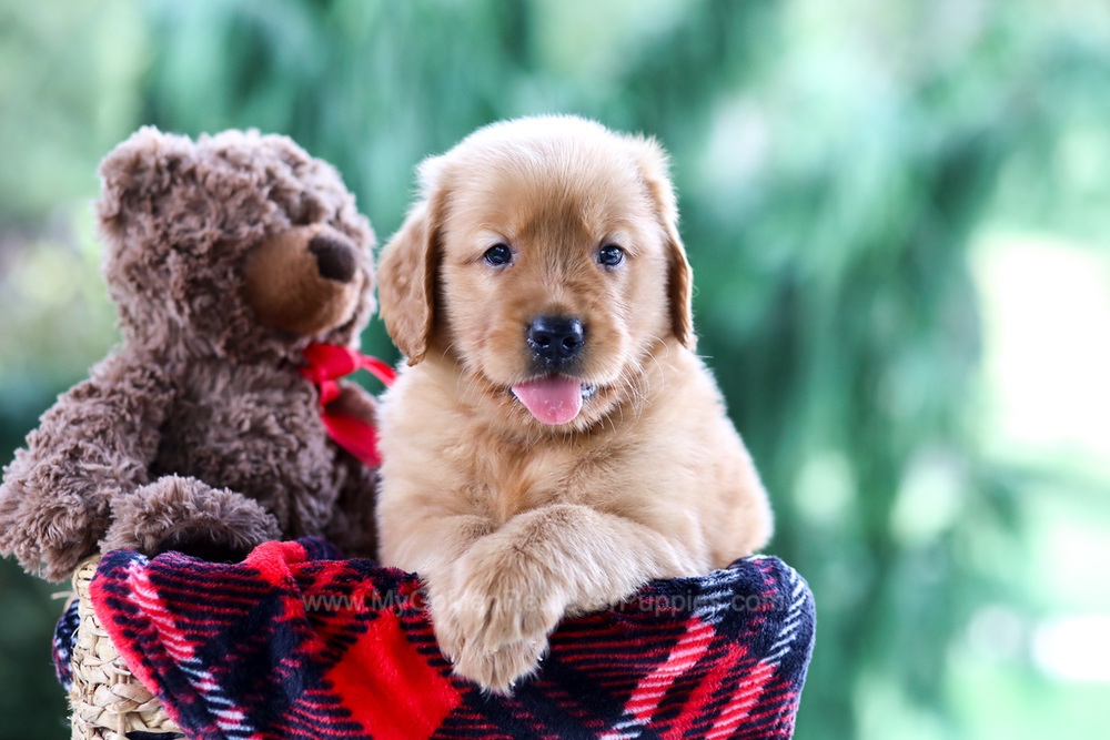 Oliver - My Golden Retriever Puppies