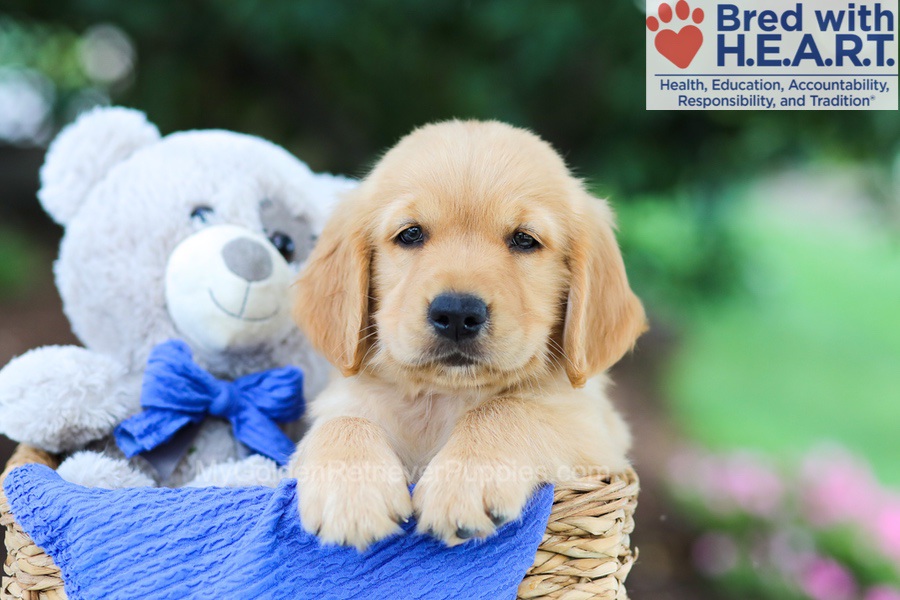 Simba - My Golden Retriever Puppies