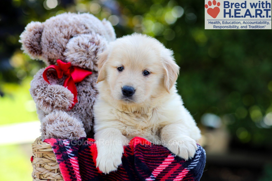 Ava - My Golden Retriever Puppies