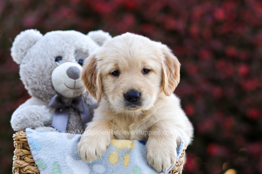 Princess - My Golden Retriever Puppies