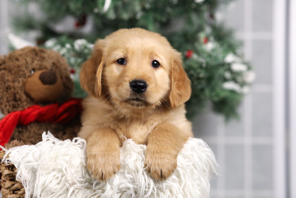 Fletcher - My Golden Retriever Puppies